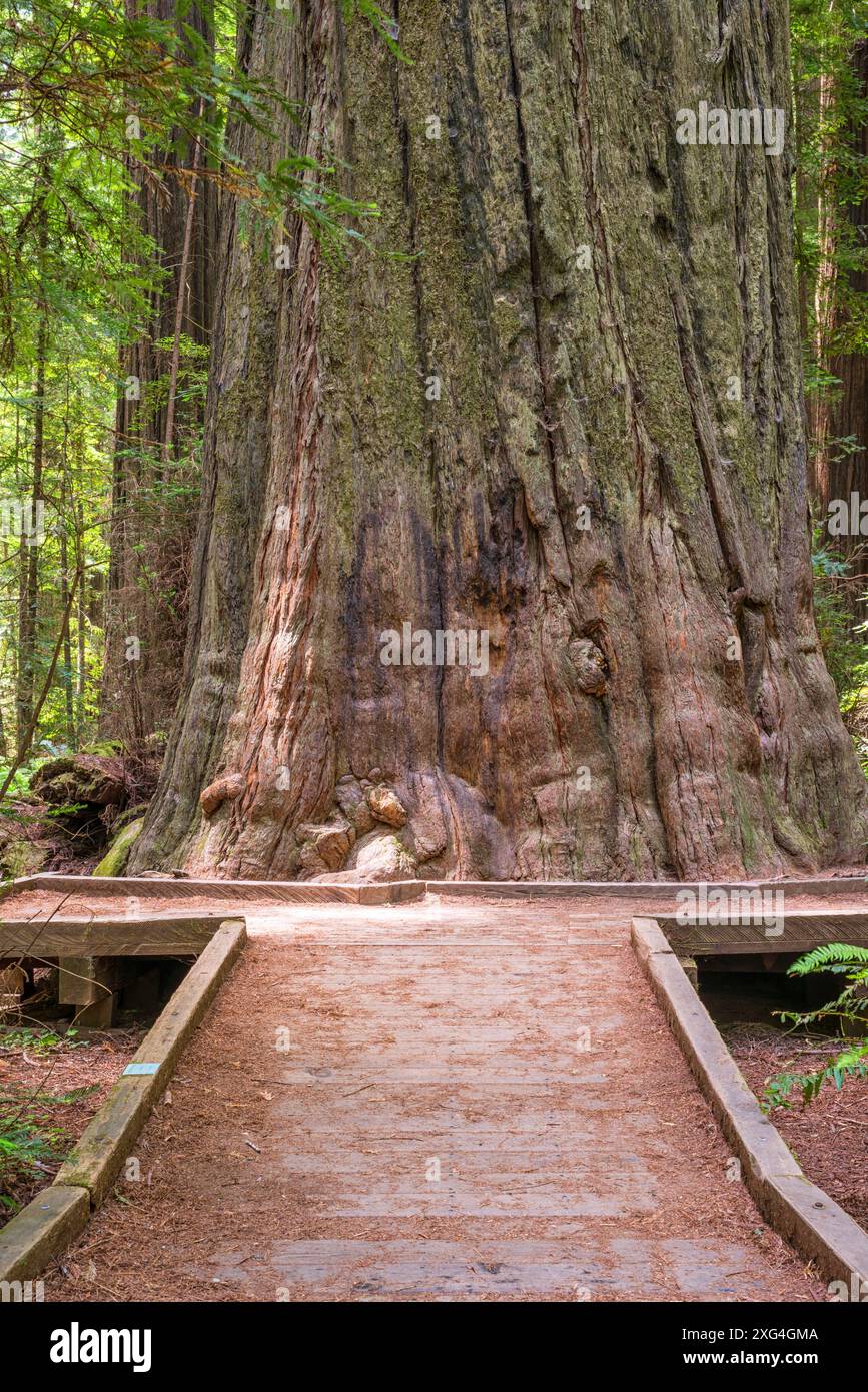 At the Founders Grove in Humboldt Redwoods State Park. Northern ...