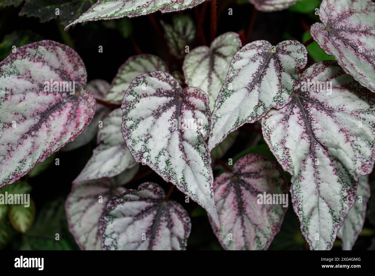 Begonia leaves hi-res stock photography and images - Alamy
