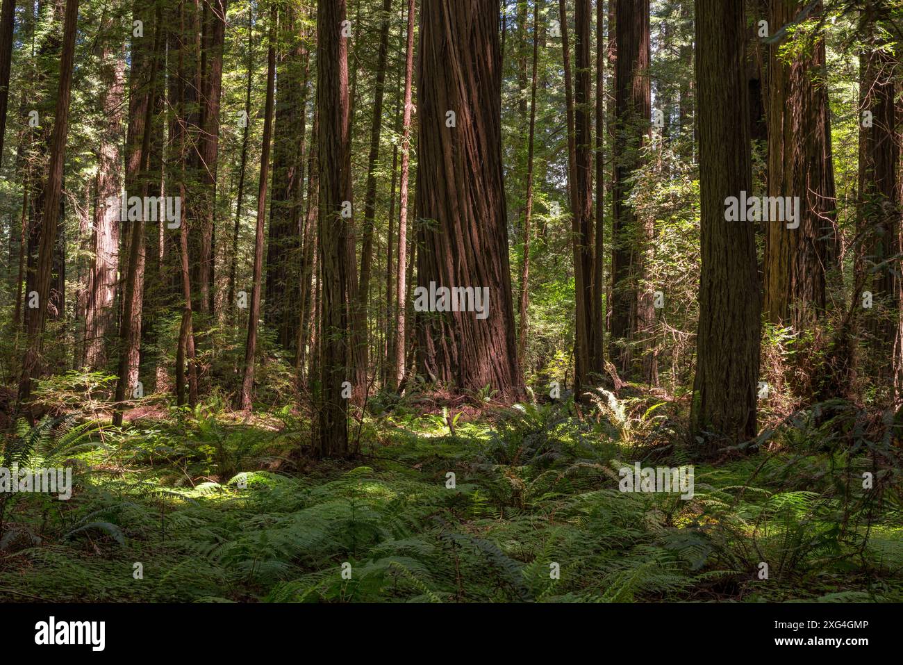 At the Founders Grove in Humboldt Redwoods State Park. Northern ...