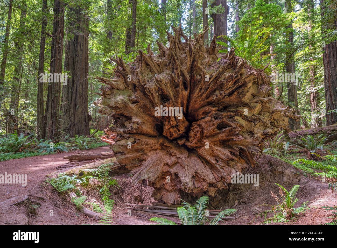 At the Founders Grove in Humboldt Redwoods State Park. Northern ...