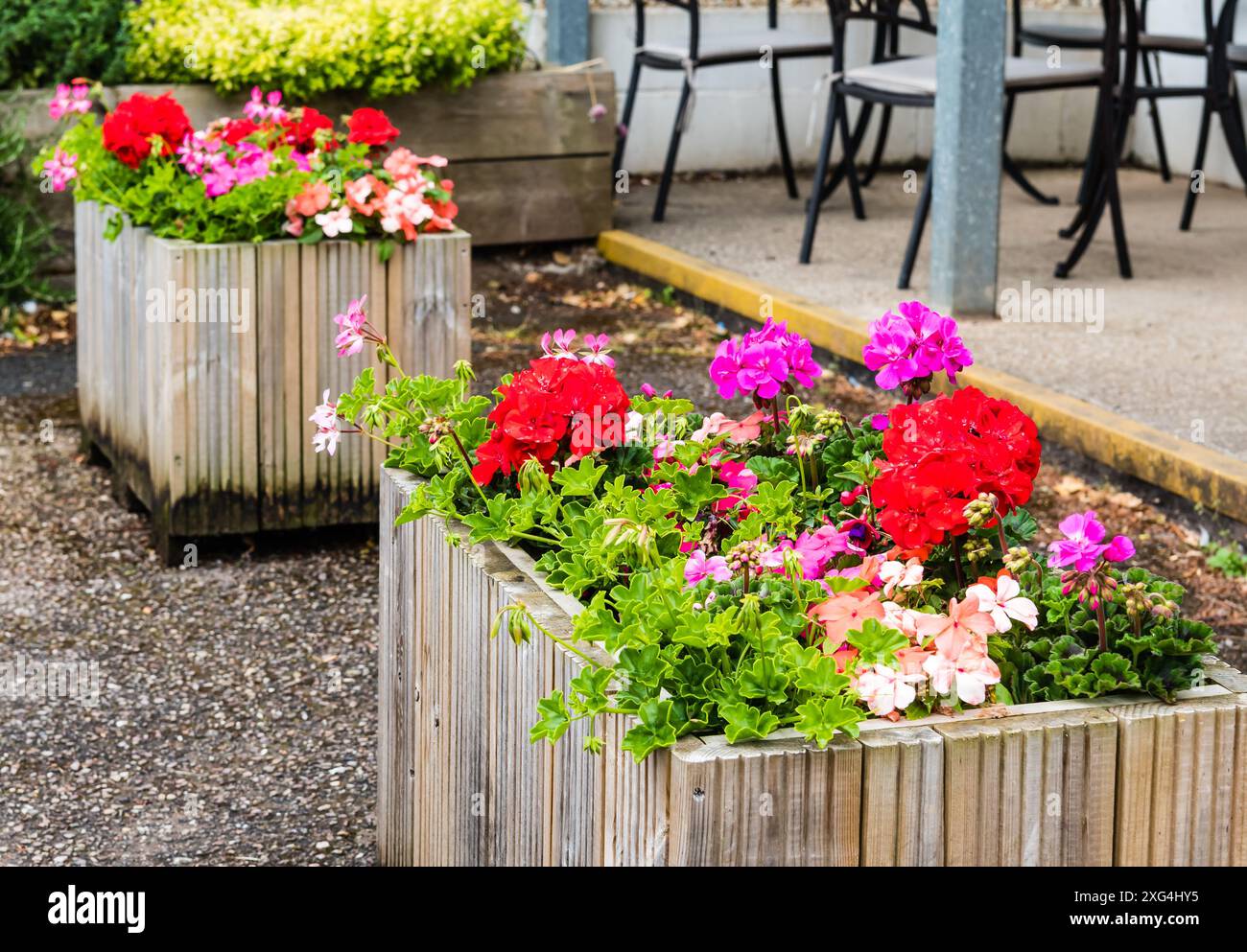 Devon flower hi-res stock photography and images - Alamy