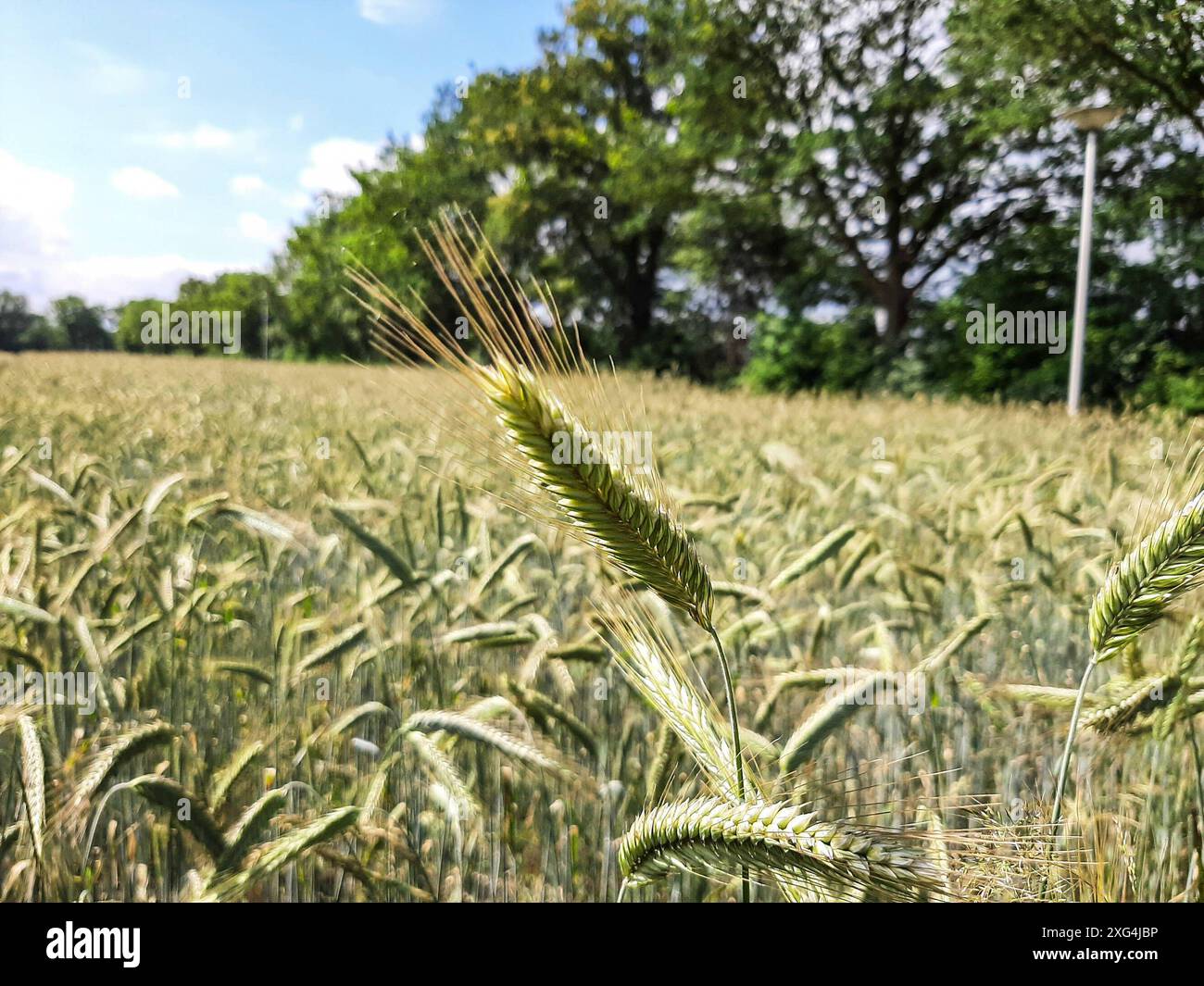 Feld mit Roggen Getreide *** Field with rye grain Copyright: xLobeca ...