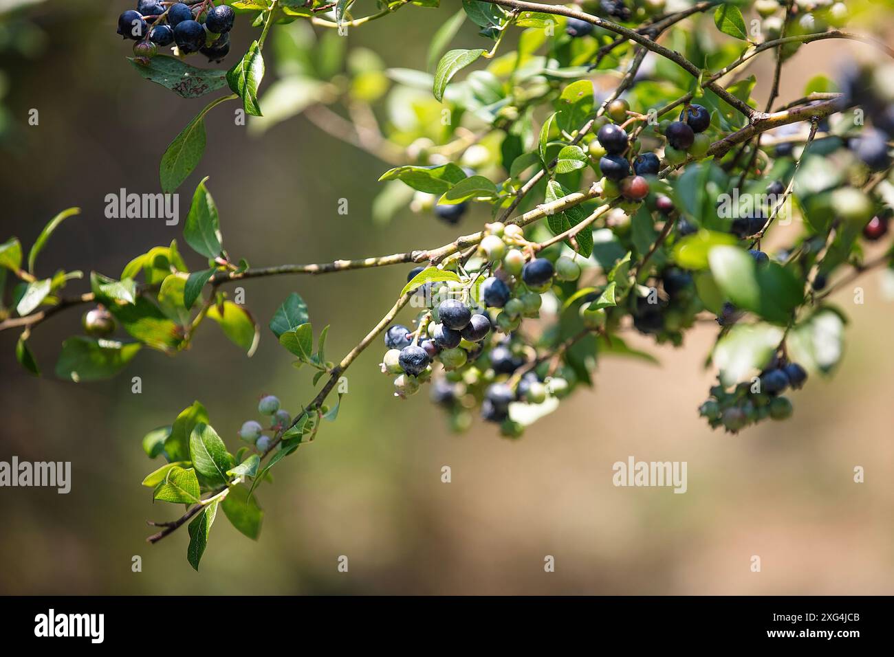 Organic blueberry bush plantation in the USA Stock Photo - Alamy