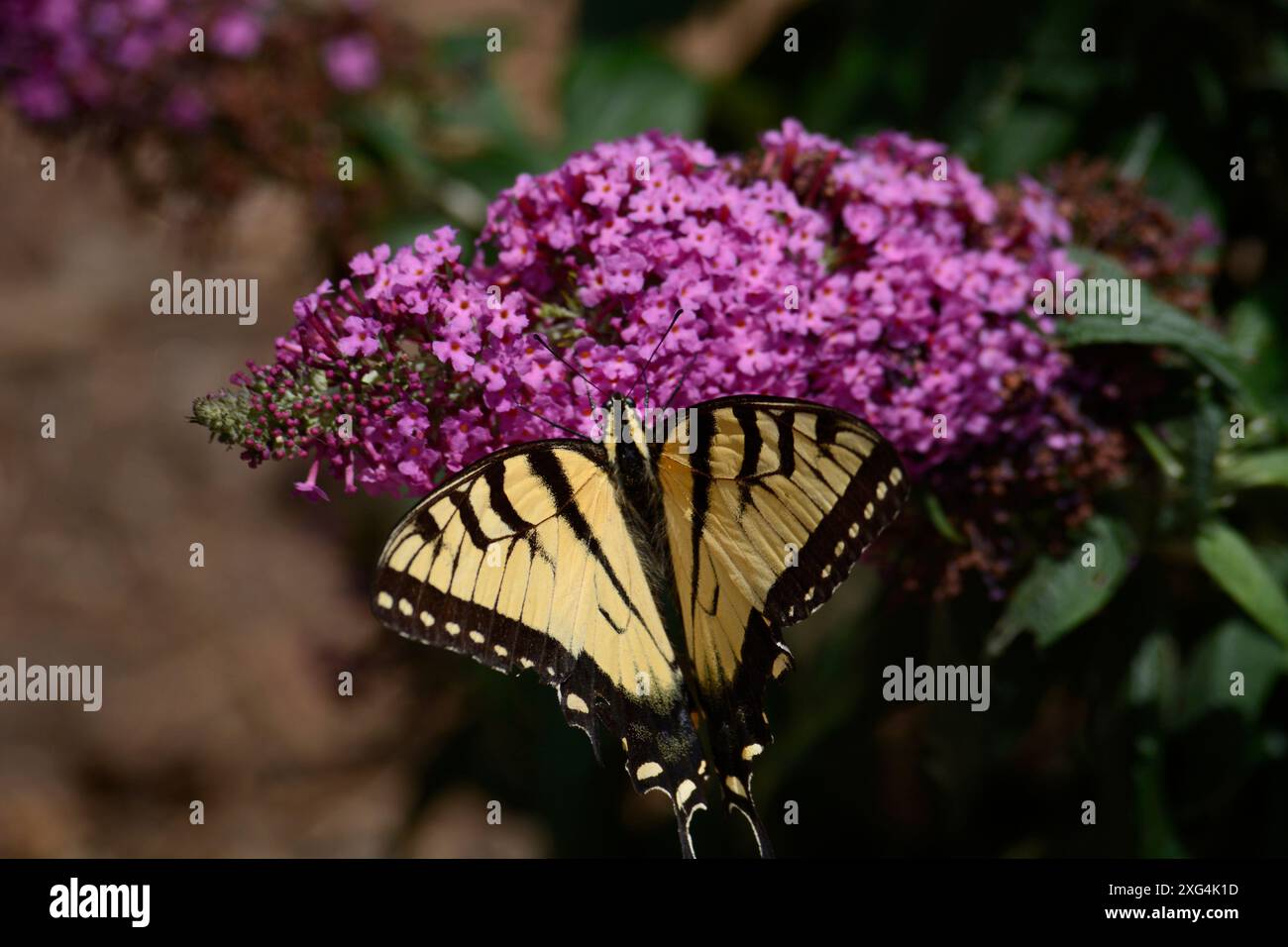 An eastern tiger swallowtail butterfly (Buddleja dividii) feeds on a ...