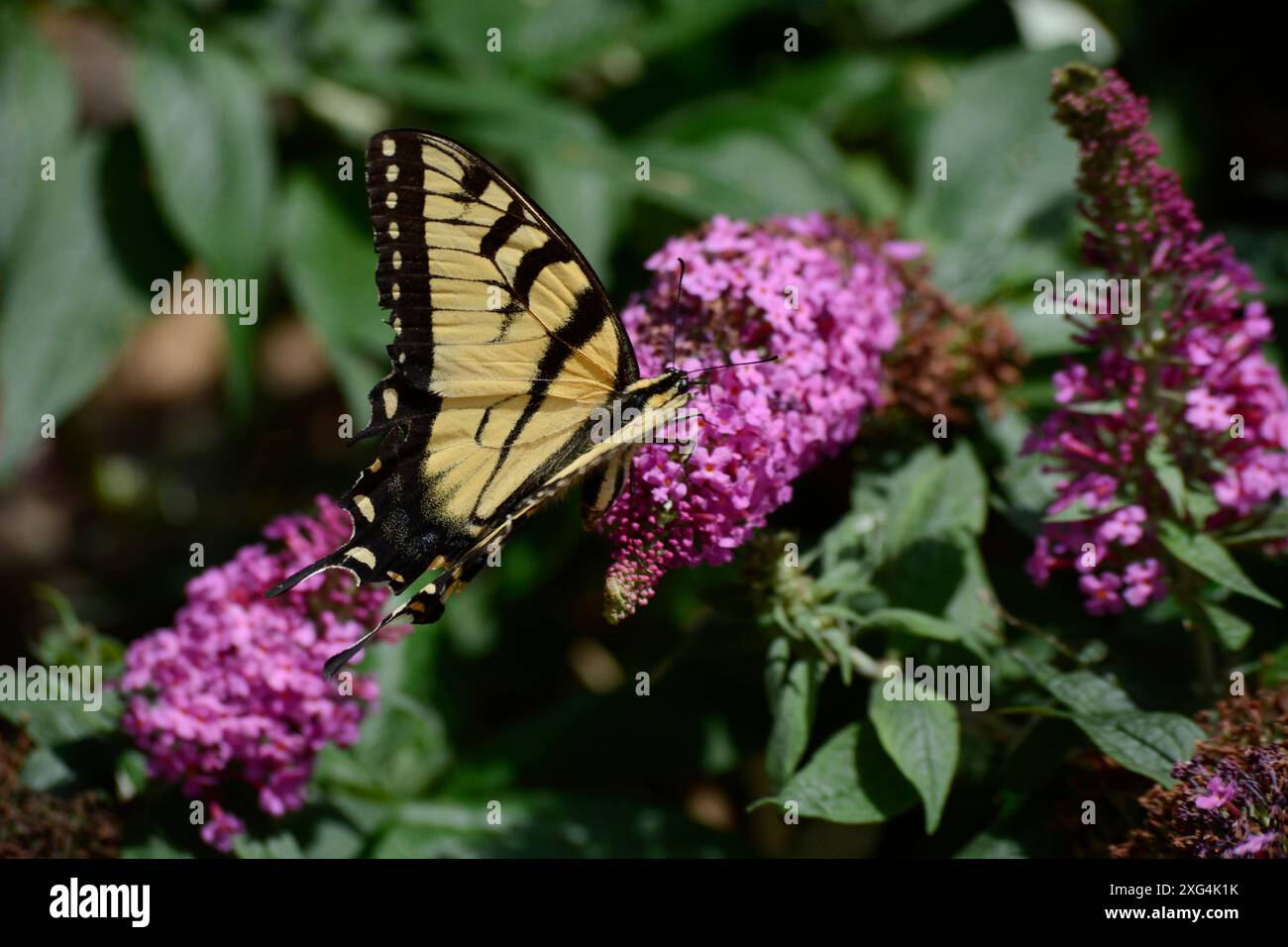 An eastern tiger swallowtail butterfly (Buddleja dividii) feeds on a ...