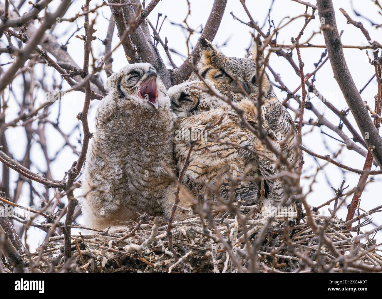 A Great Horned baby Owl or owlet lets out a big yawn as it sits with ...