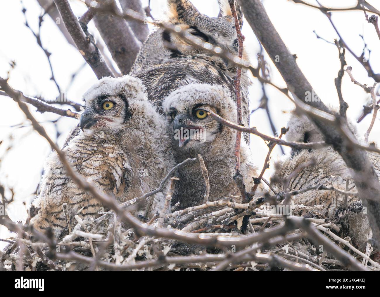 A close up portrait of two Great Horned Owl chicks or owlets alert in ...