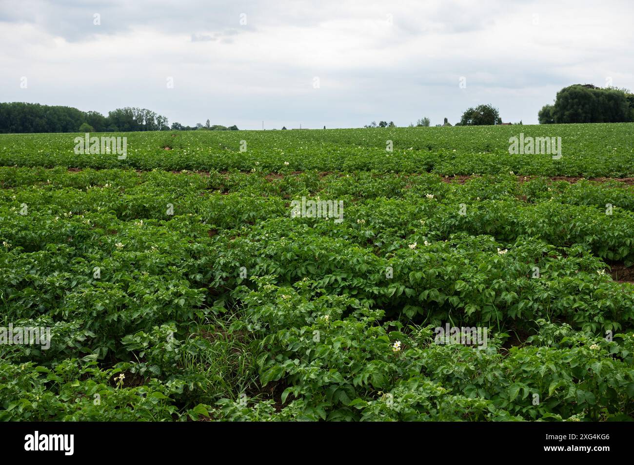 Green blooming potato field at the Flemish countryside around Tienen ...