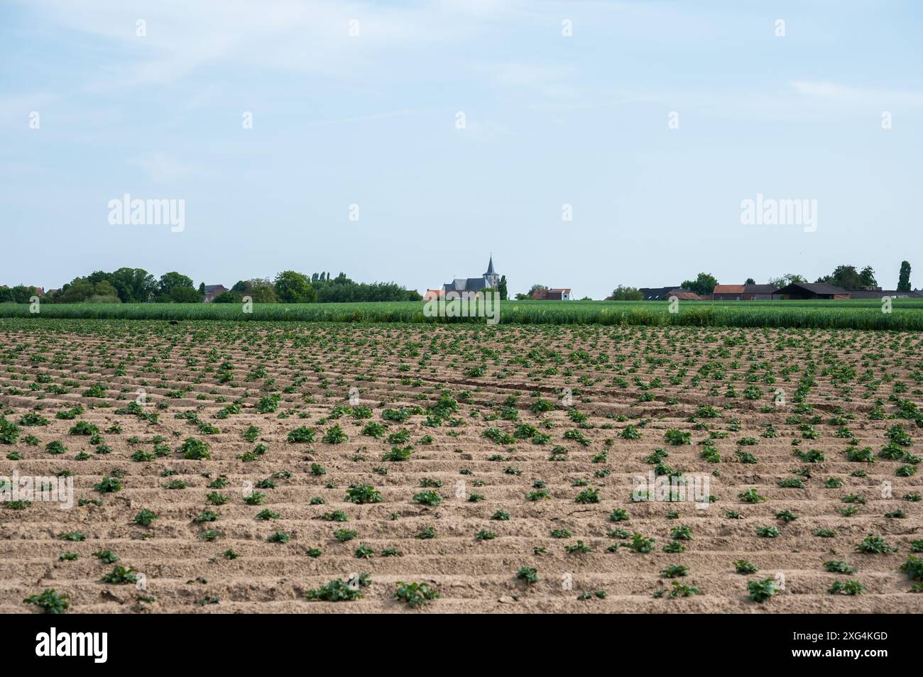 Potato plantations at a Flemish agriculture field around Hakendover ...
