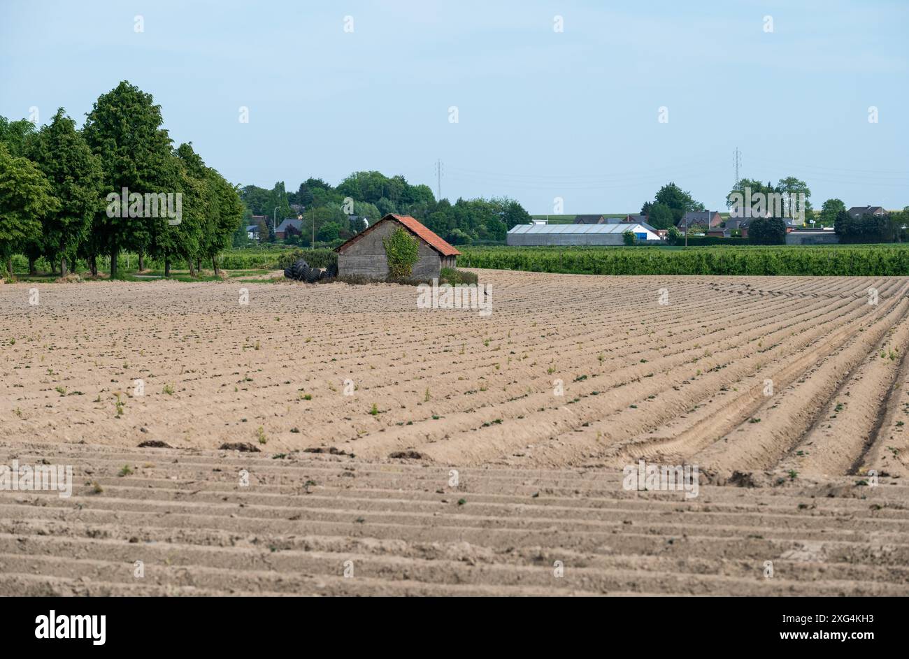 Potato plantations at a Flemish agriculture field around Hakendover ...
