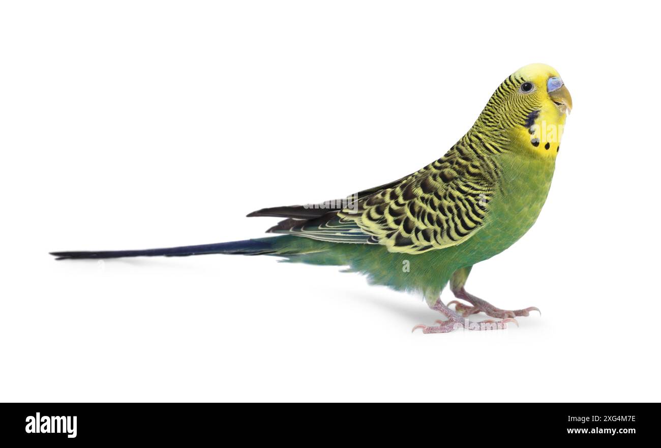 Green parrot budgie isolated on hi-res stock photography and images - Alamy