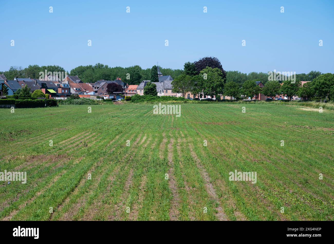 Green seedlings of an agriculture field around Puurs, Antwerp Province ...