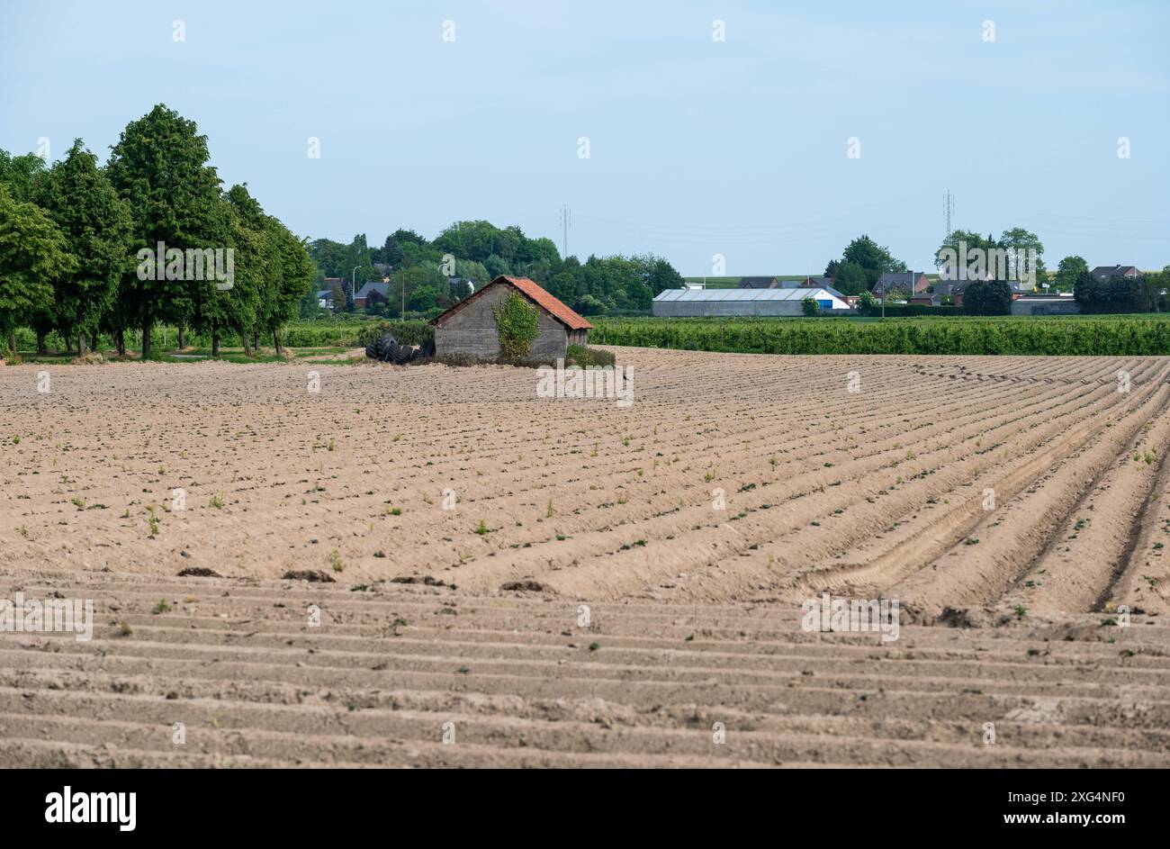 Potato plantations at a Flemish agriculture field around Hakendover ...