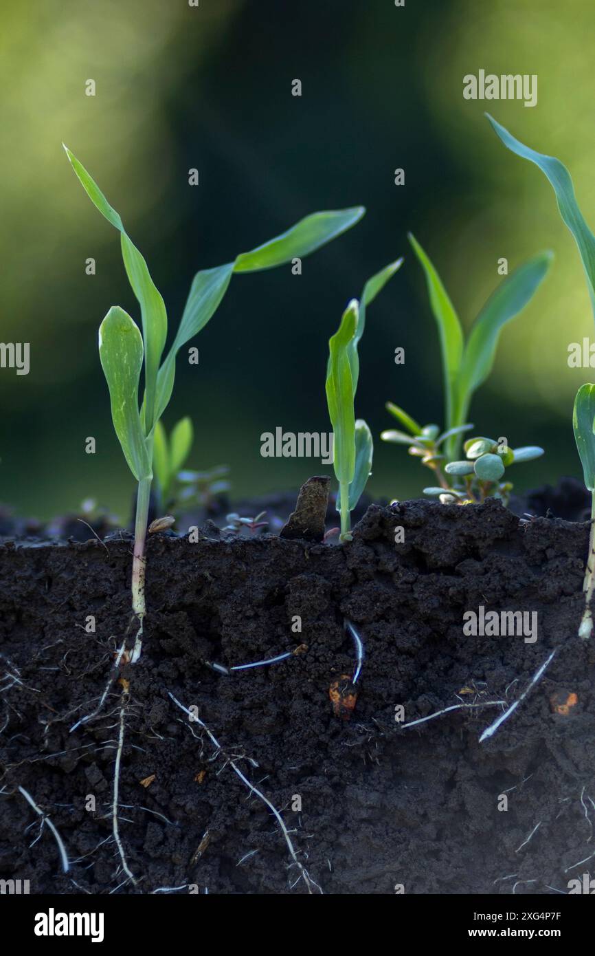 Young corn plants with roots in the soil Stock Photo - Alamy