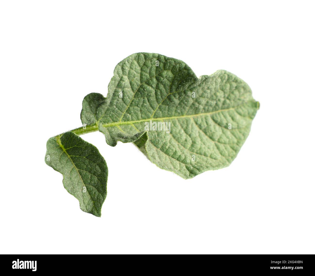 Green natural farm plant Cut Out Stock Images & Pictures - Alamy