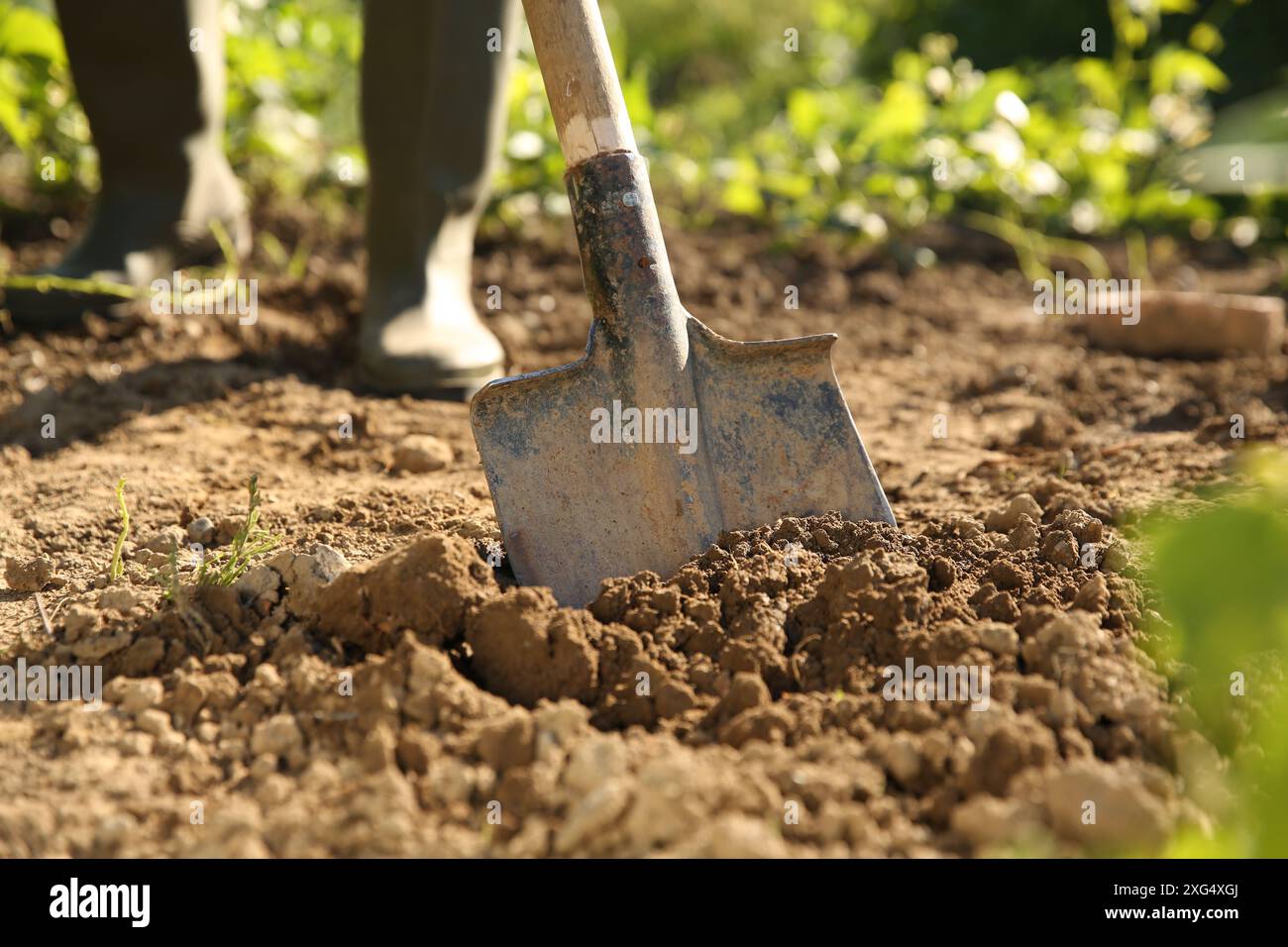 Woman digging soil on field hi-res stock photography and images - Alamy