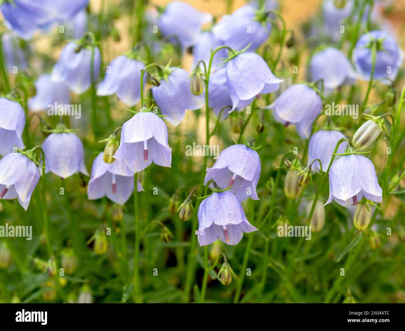 Pretty blue flowers of Campanula cochleariifolia Fairys Thimble Stock ...