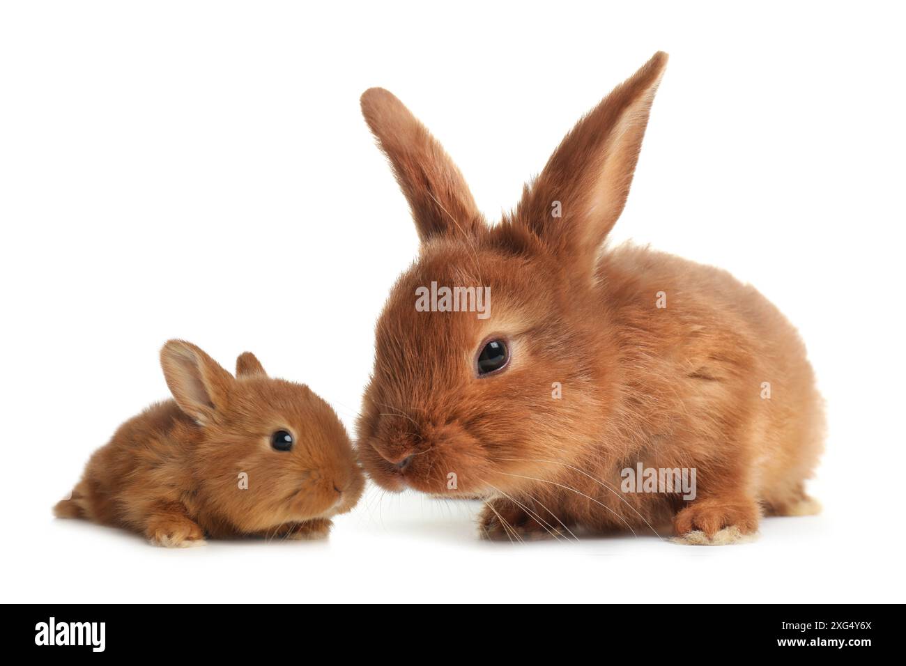 Mother rabbit hi-res stock photography and images - Alamy