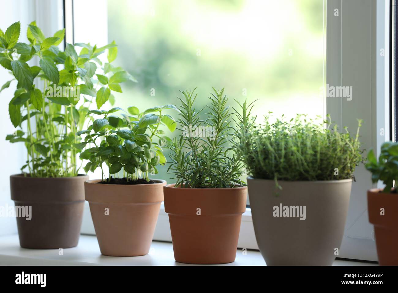 Different herbs growing in pots on window sill, closeup Stock Photo - Alamy