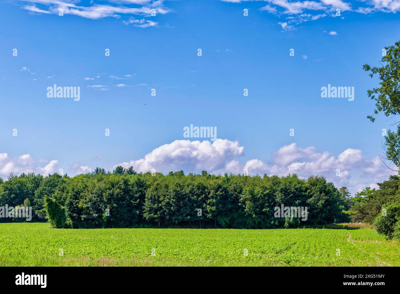 Morgan arboretum scene hi-res stock photography and images - Alamy