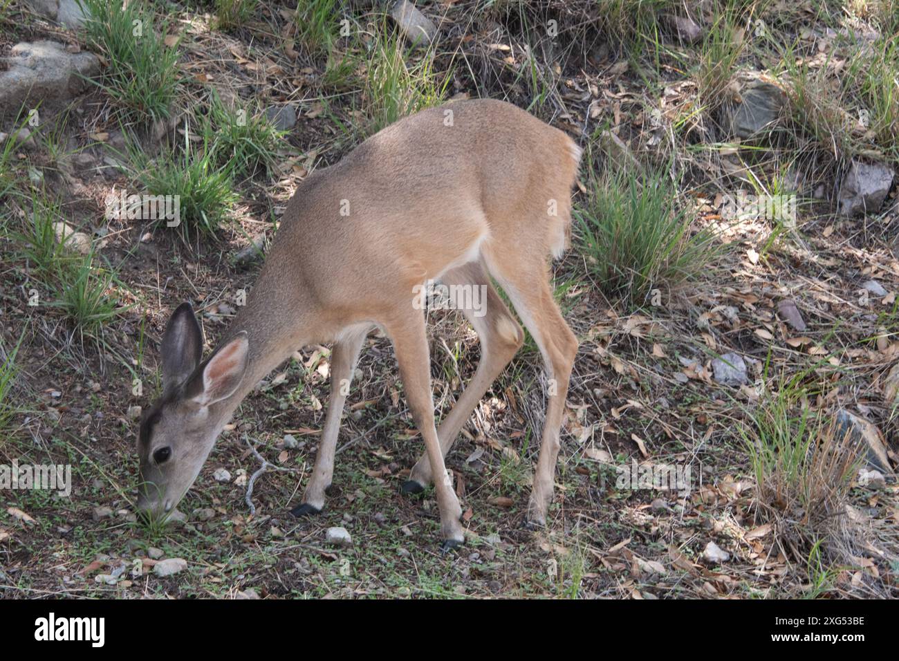 Coues White-tailed Deer (Odocoileus virginianus couesi Stock Photo - Alamy