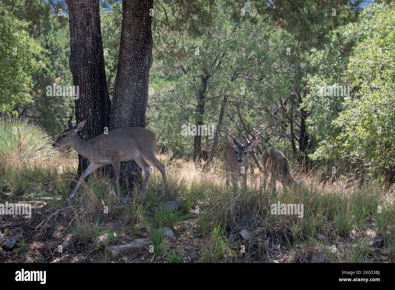 Coues White-tailed Deer (Odocoileus virginianus couesi Stock Photo - Alamy