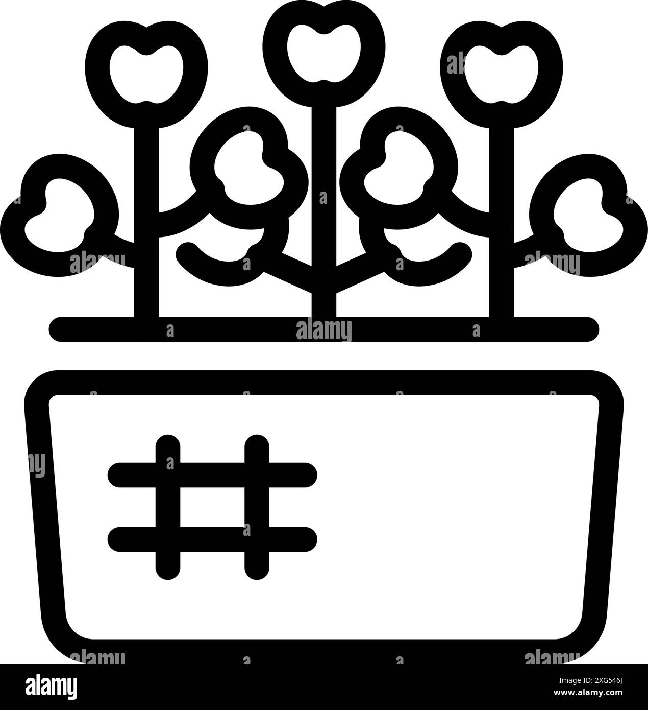 Cotton plant growing in pot, representing cotton farming and textile ...