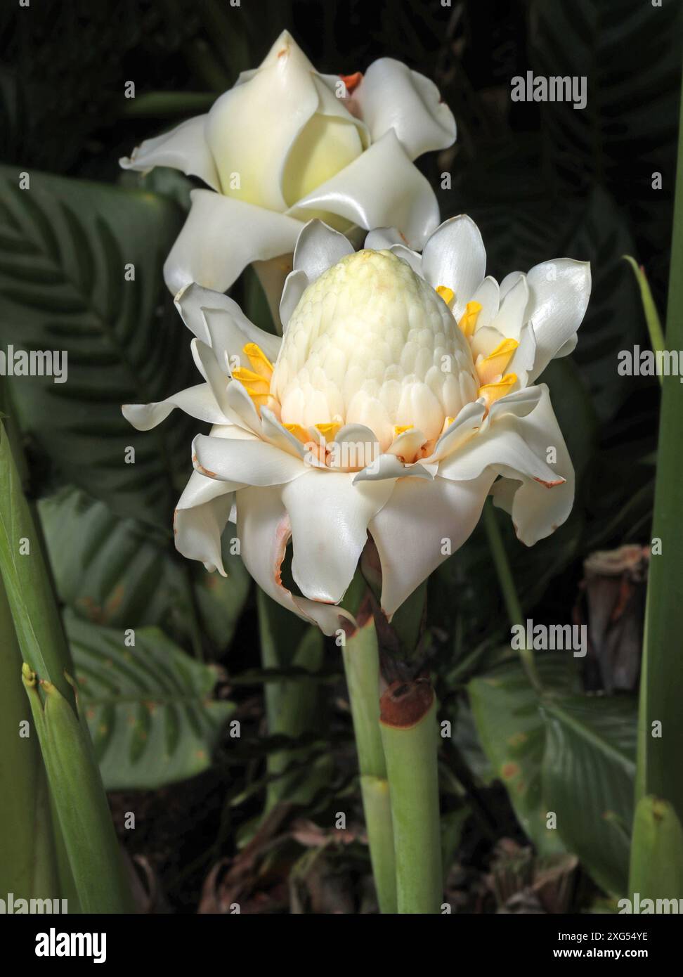 West malesia hi-res stock photography and images - Alamy