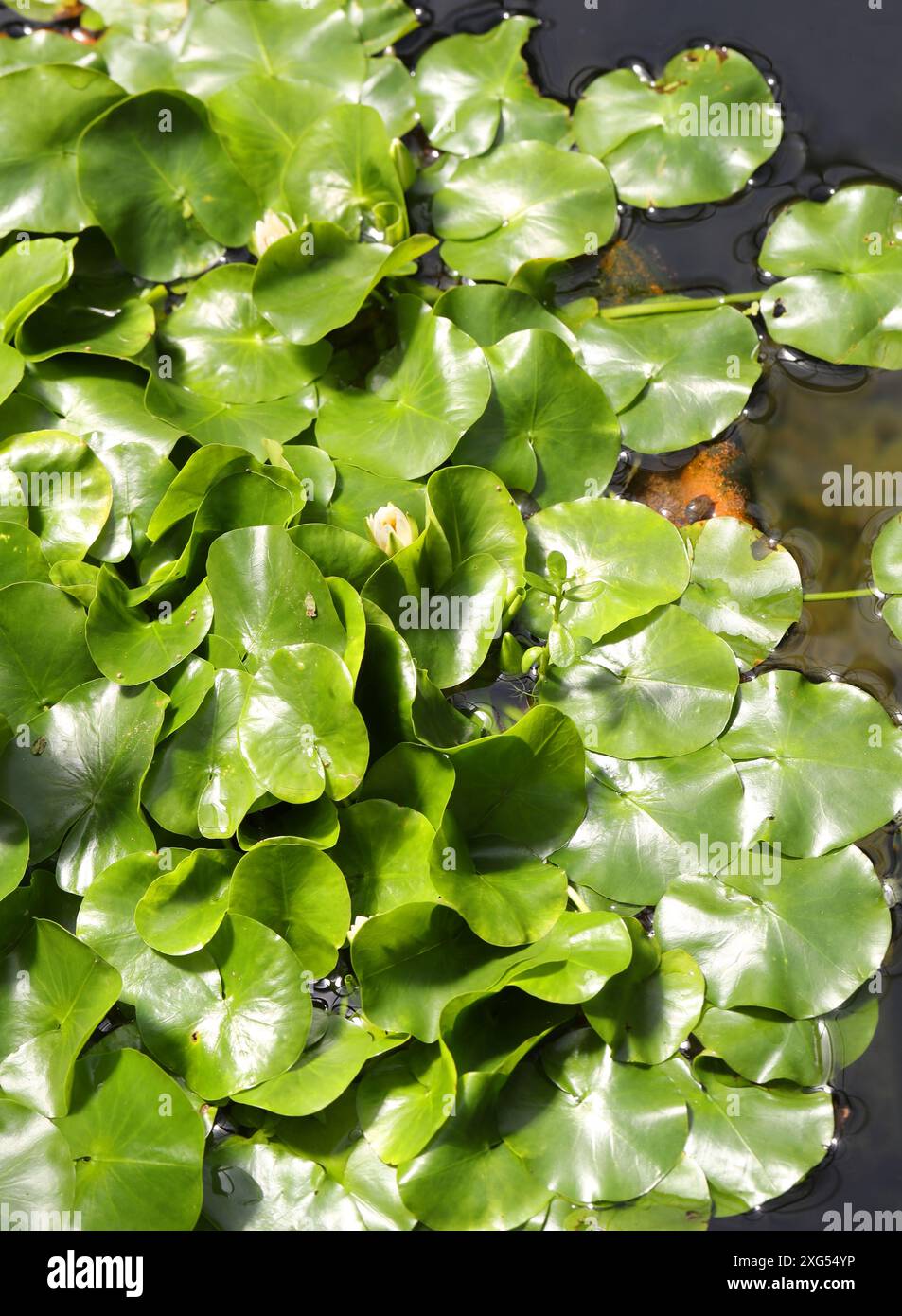 Pygmy Rwandan Waterlily, Nymphaea thermarum, Nymphaeaceae. Rwanda ...