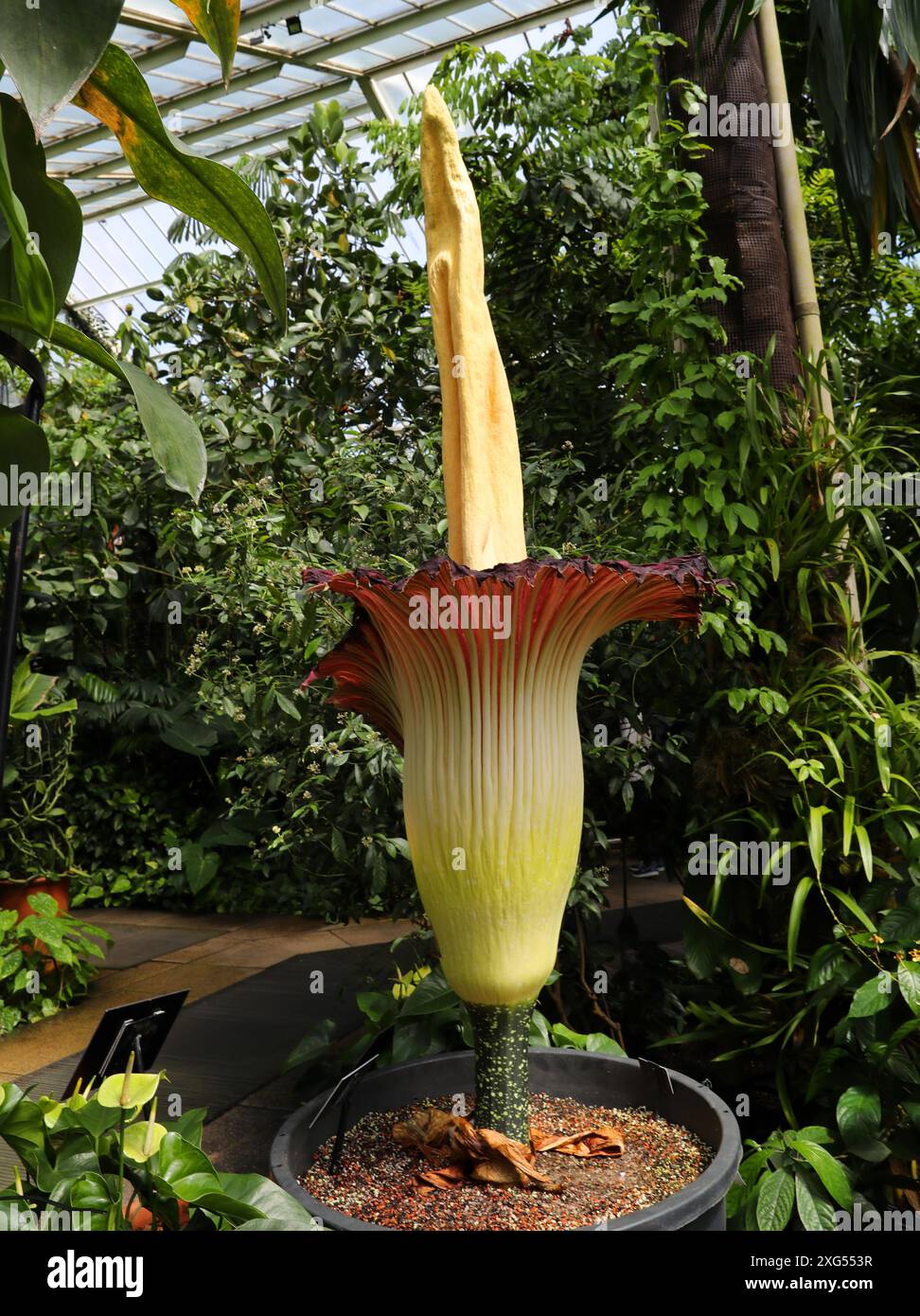 Titan Arum or Corpse Flower, Amorphophallus titanum, Araceae. Western ...