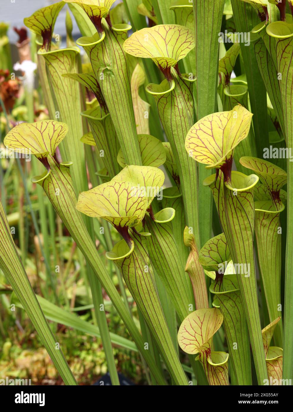Yellow Pitcher Plant, Sarracenia flava Apalachicola, Sarraceniaceae ...