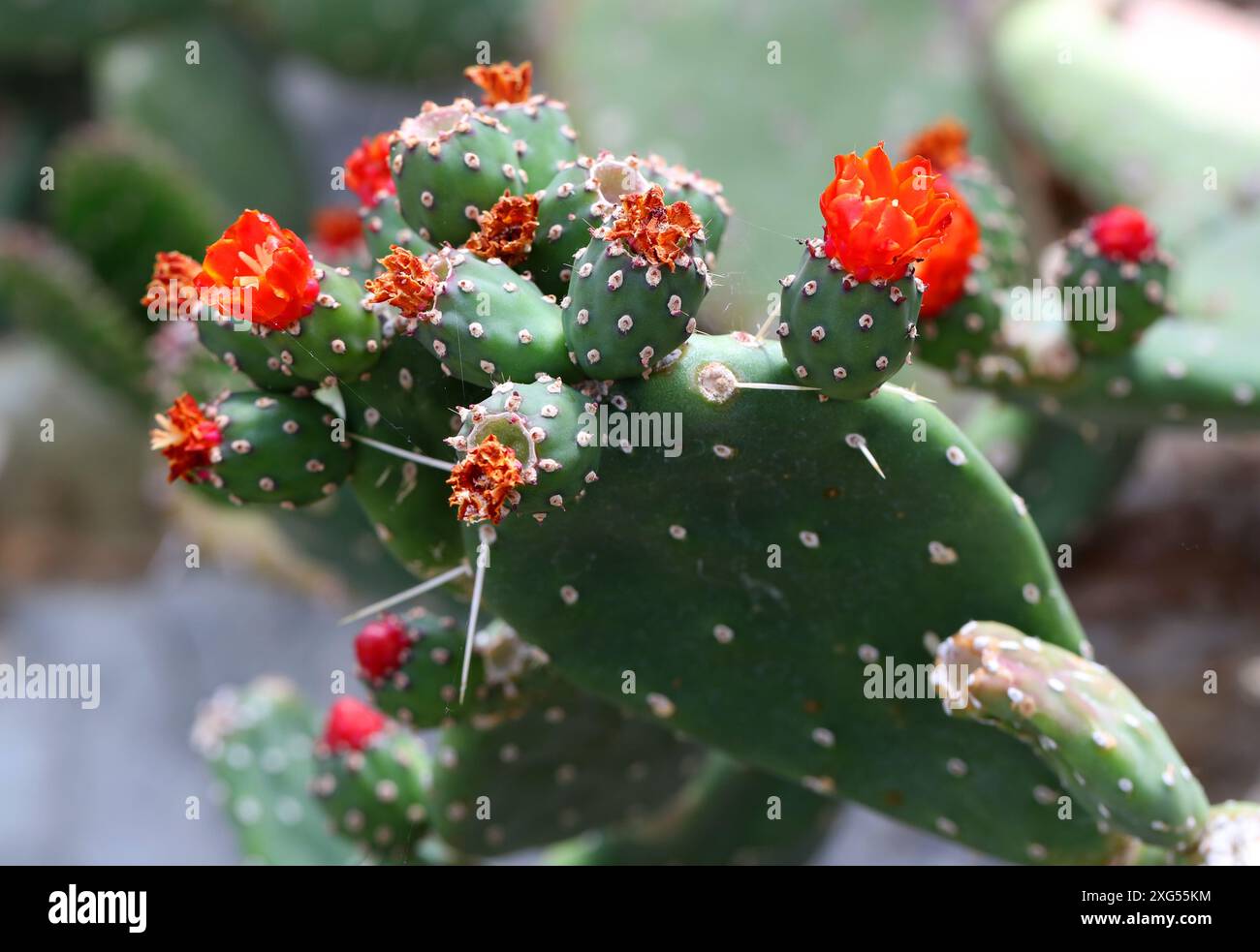 Cactus, Opuntia quitensis, Cactaceae. Ecuador and Peru Stock Photo - Alamy