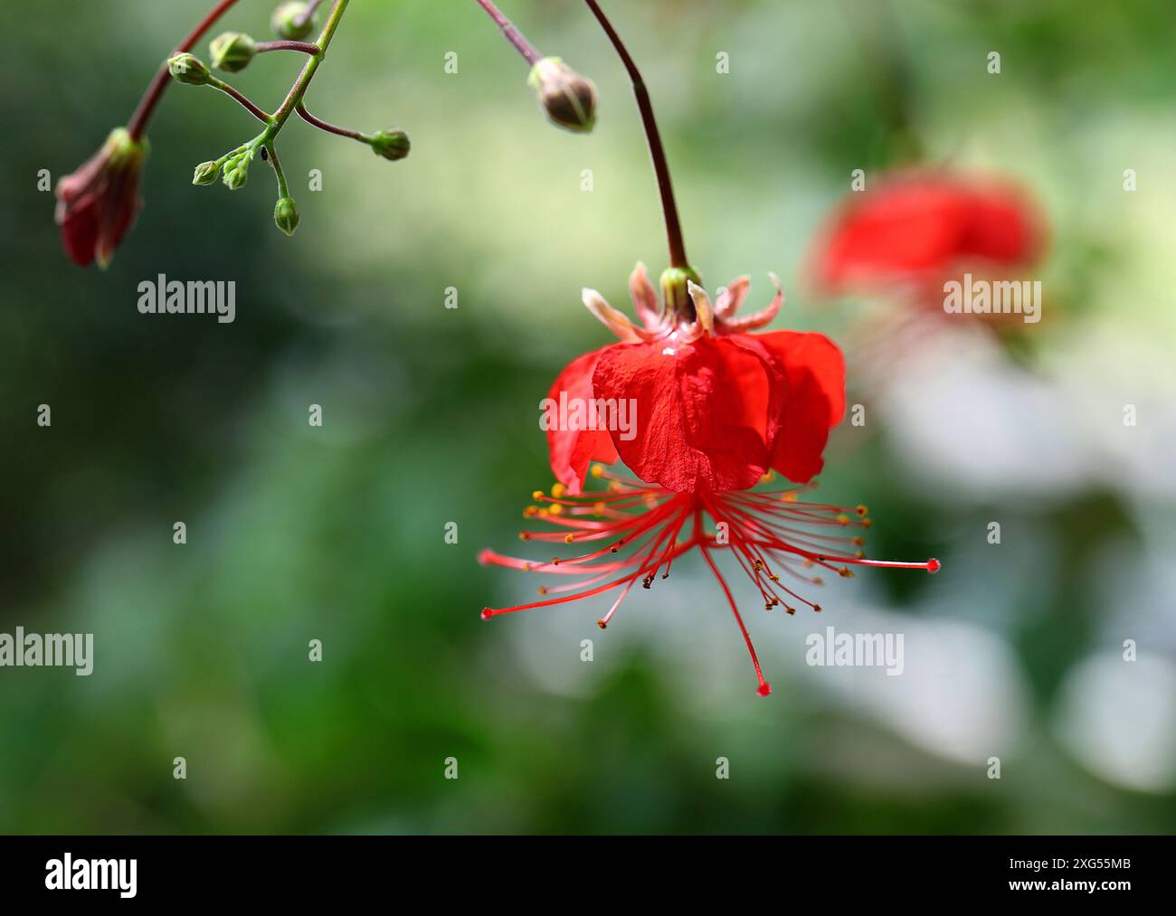 Chinese Lantern Hibiscus, Hibiscus grandidieri, Malvaceae. Madagascar ...