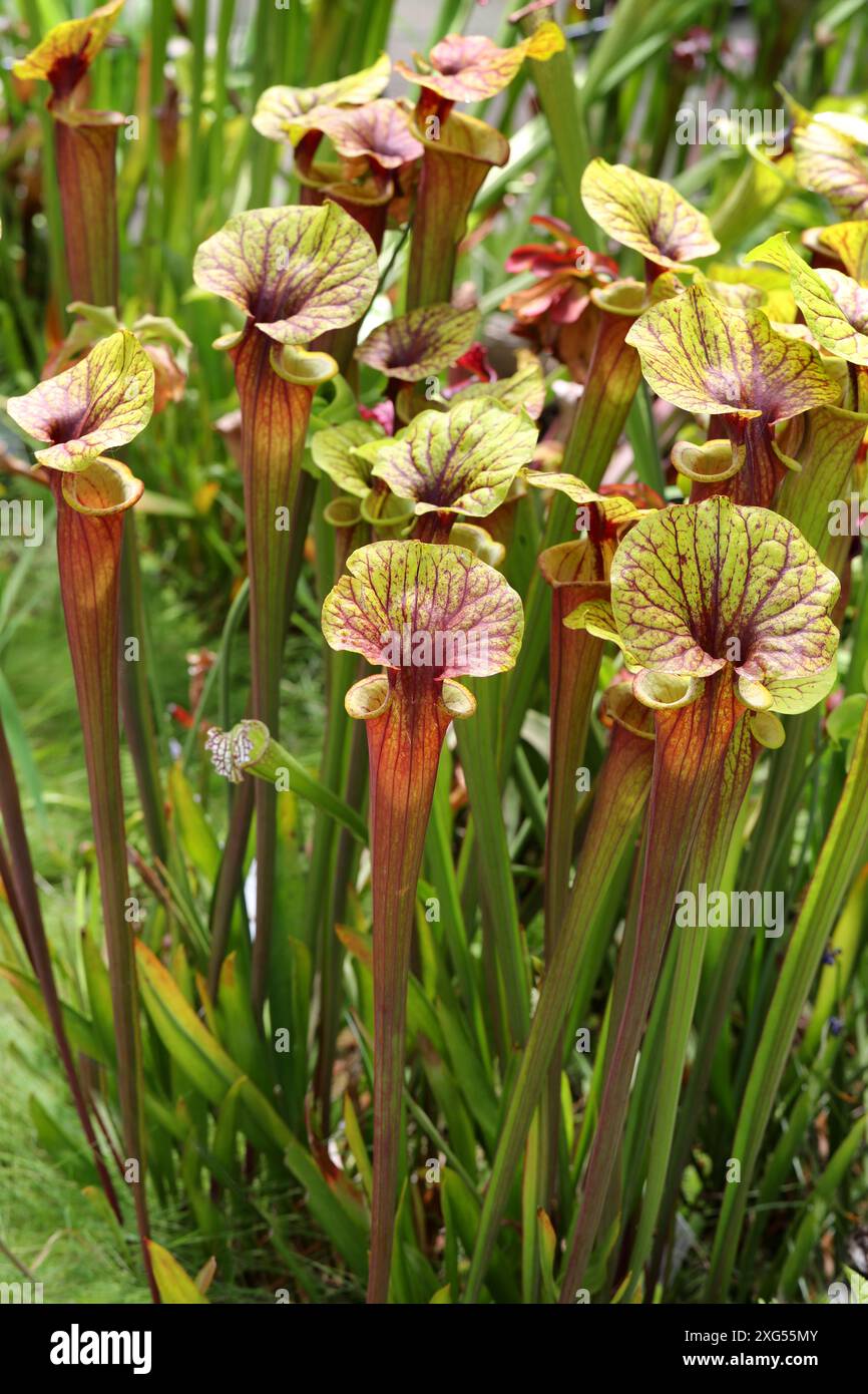 Trumpet pitcher plants hi-res stock photography and images - Alamy