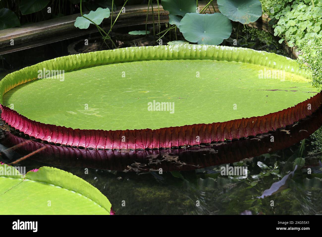 Water Lily, Victoria boliviana x amazonica, Nymphaeaceae. Bolivia ...