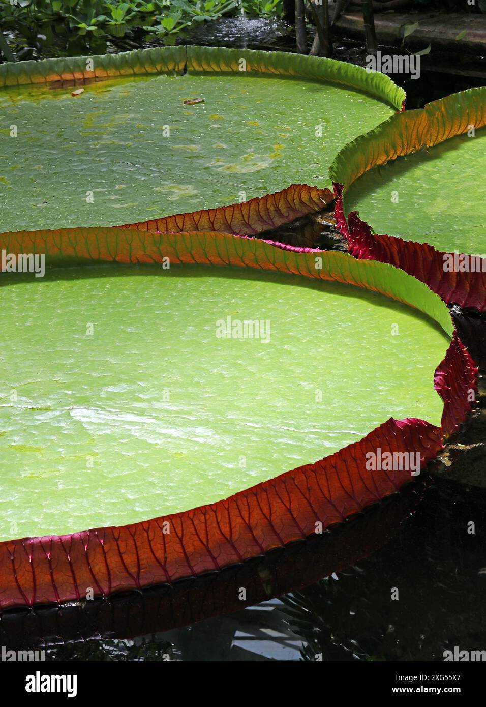Victoria boliviana x amazonica hi-res stock photography and images - Alamy