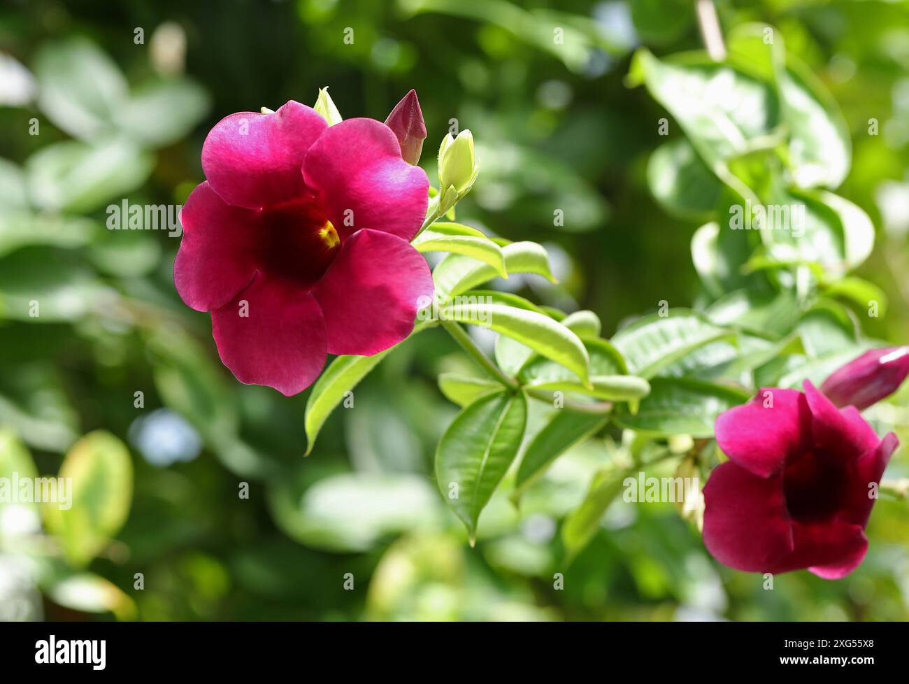 Purple Allamanda or Violet Allamanda, Allamanda blanchetii syn ...