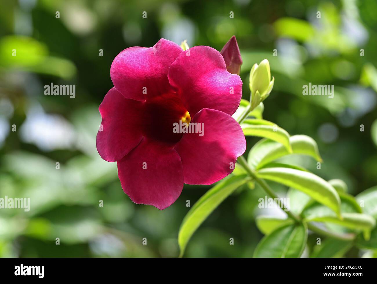 Allamanda flower hi-res stock photography and images - Alamy