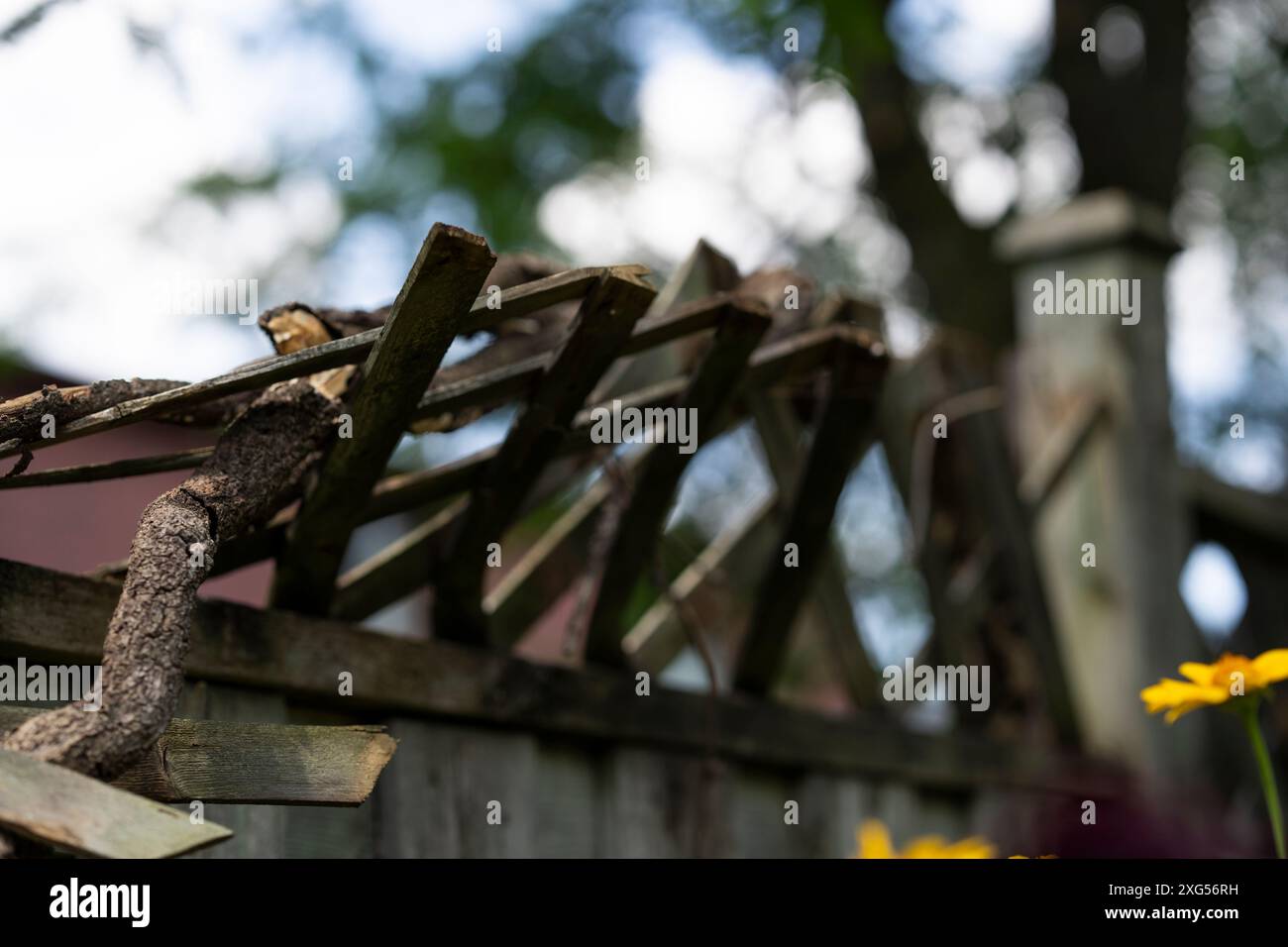 Fence lattice breaking and being pulled off the fence by a thick vine ...