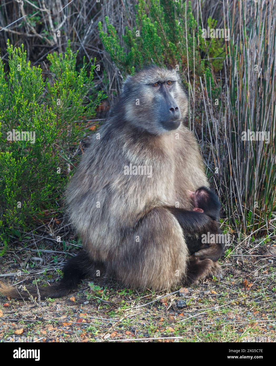 Sitting Chacma Babbon (Papio Ursinus) next to the vegetation in Western ...
