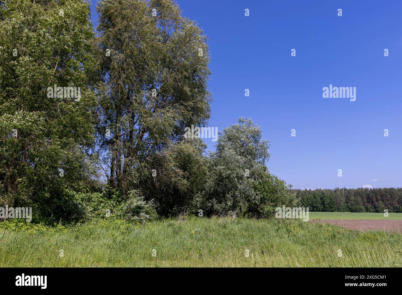 Trees in the forest in windy weather in spring, deciduous trees in ...