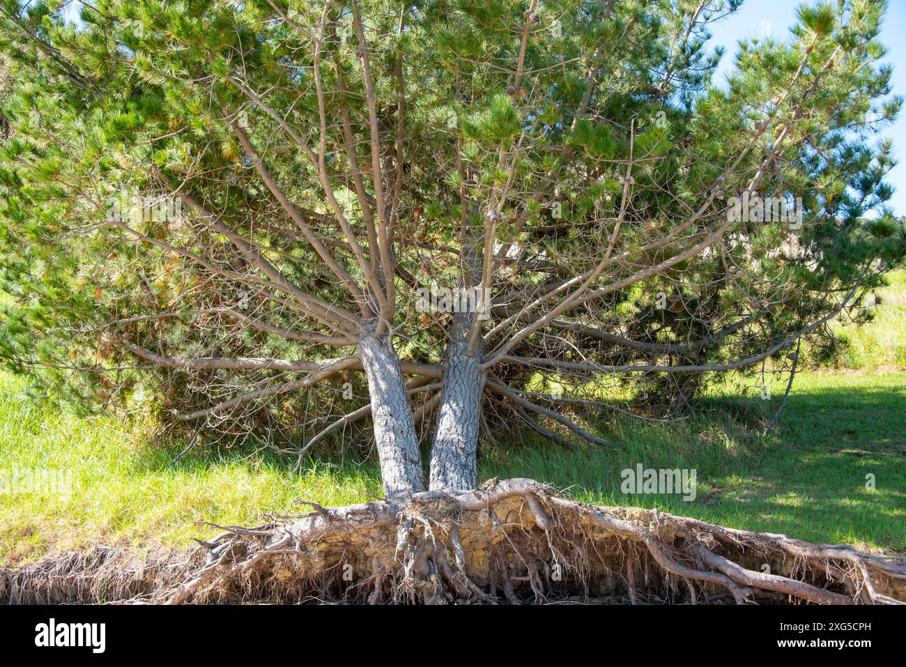 Uprooted Tree after Windy Storm Stock Photo - Alamy