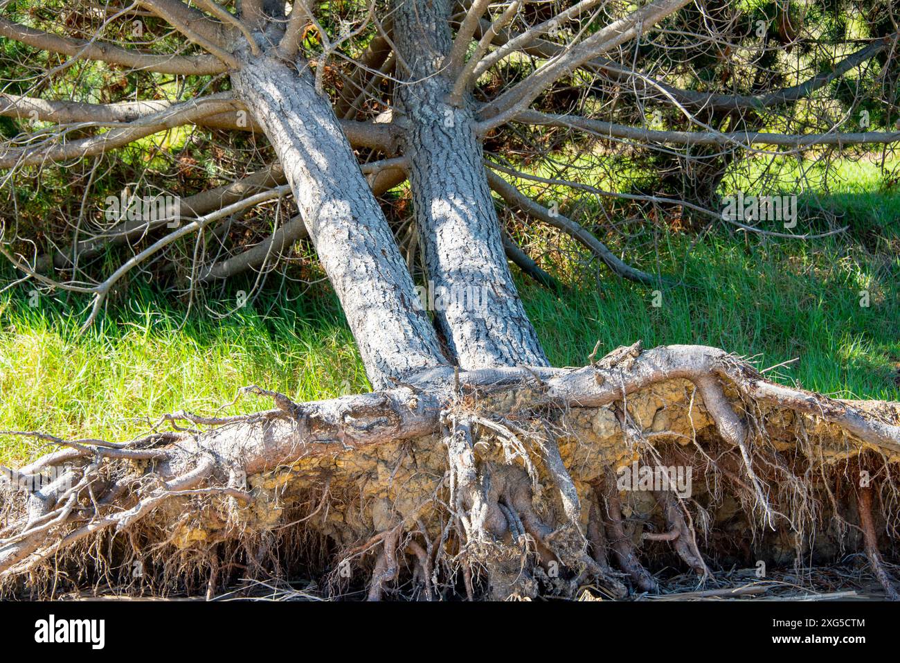 Uprooted tree storm hi-res stock photography and images - Alamy