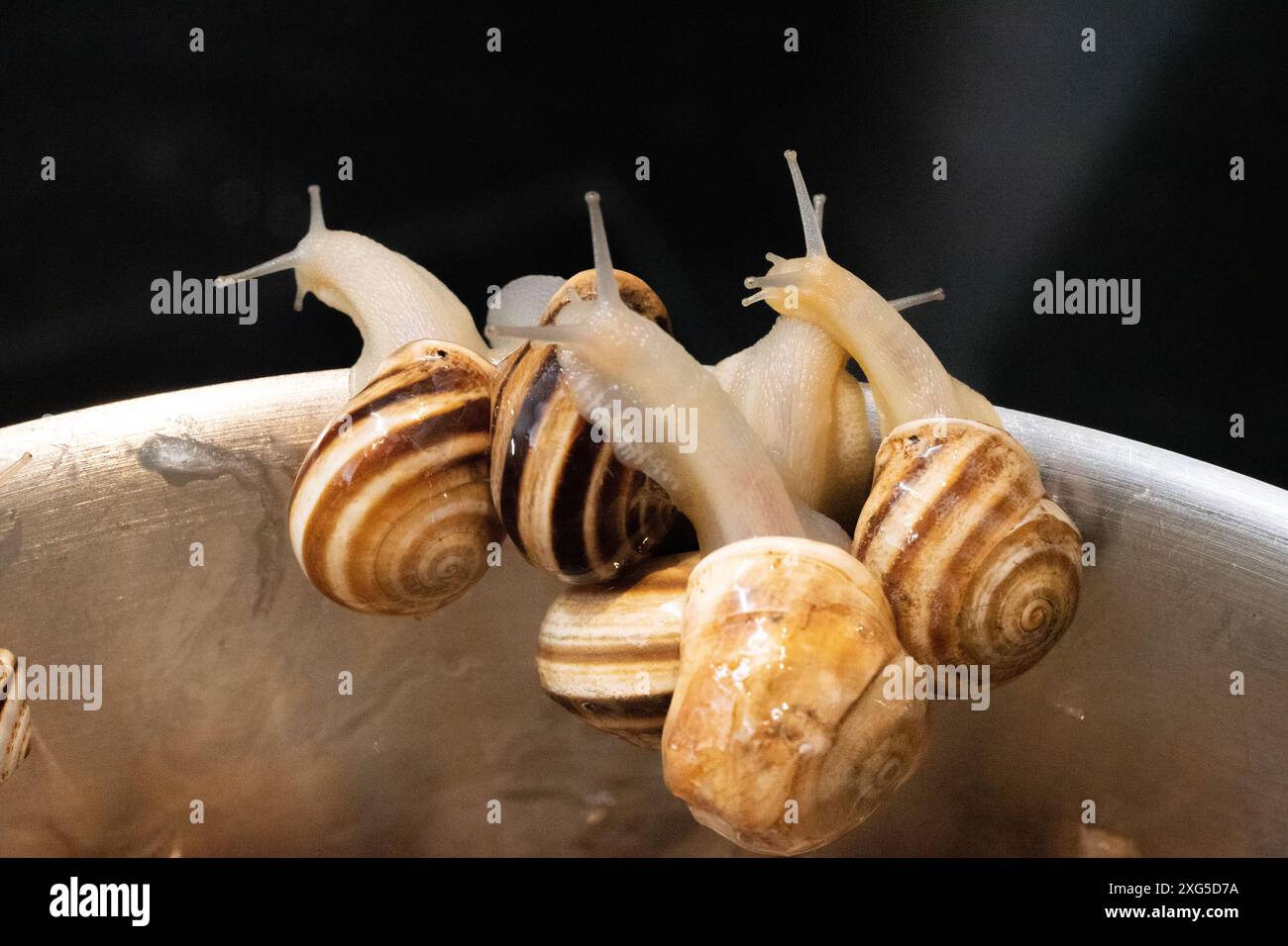 Snails in the cooking process escaping from the pan Stock Photo - Alamy