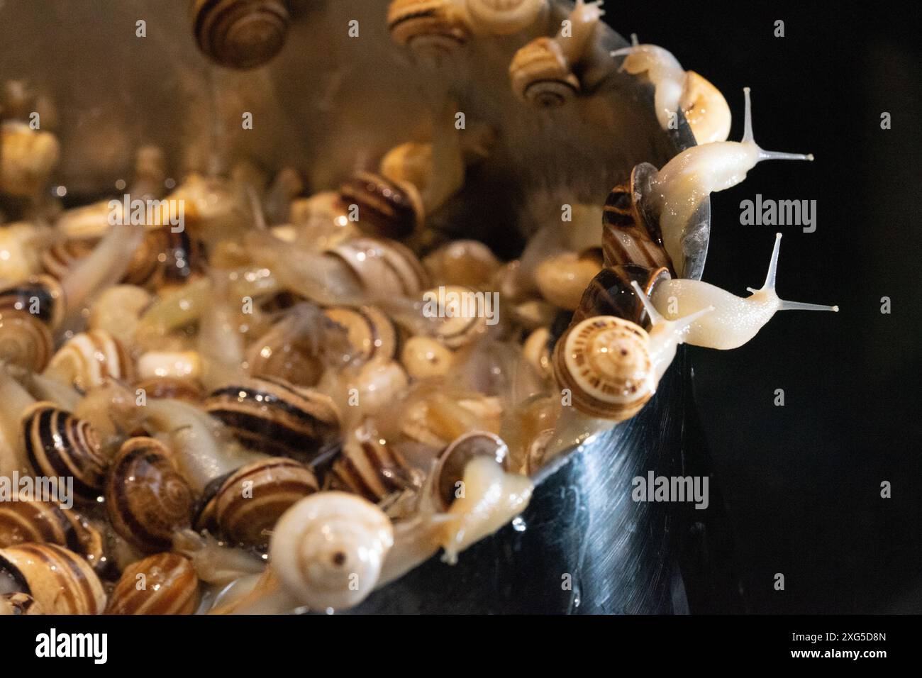 Snails in the cooking process escaping from the pan Stock Photo - Alamy