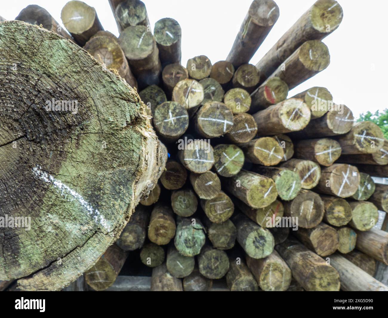 Set of large wooden trunks stacked in an unorganized manner Stock Photo ...