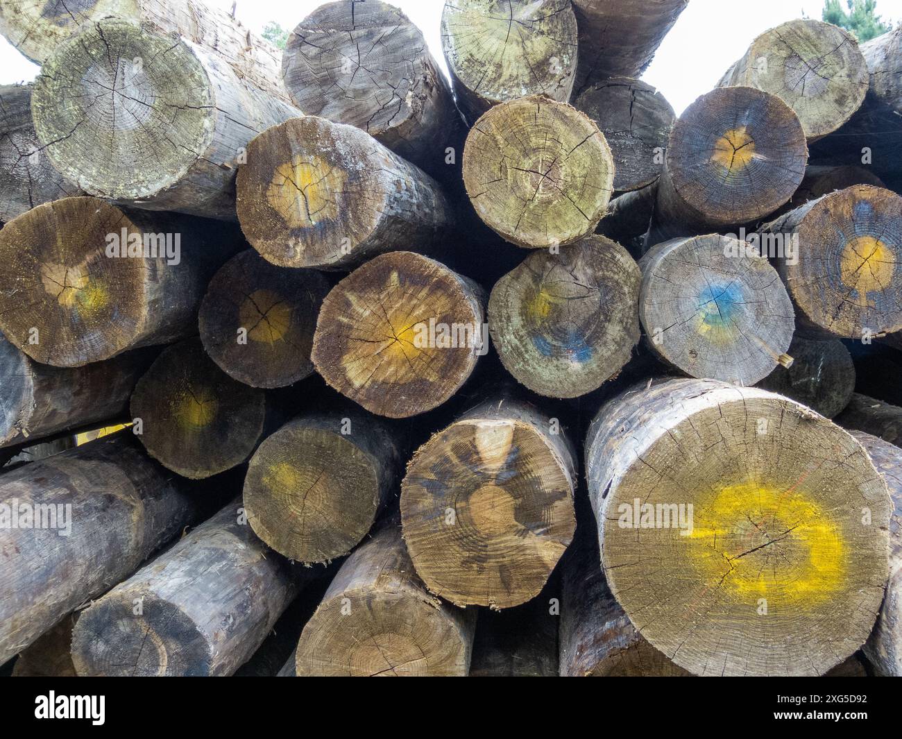 Set of large wooden trunks stacked in an unorganized manner Stock Photo ...