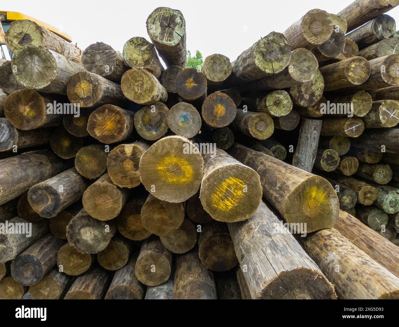 Set of large wooden trunks stacked in an unorganized manner Stock Photo ...