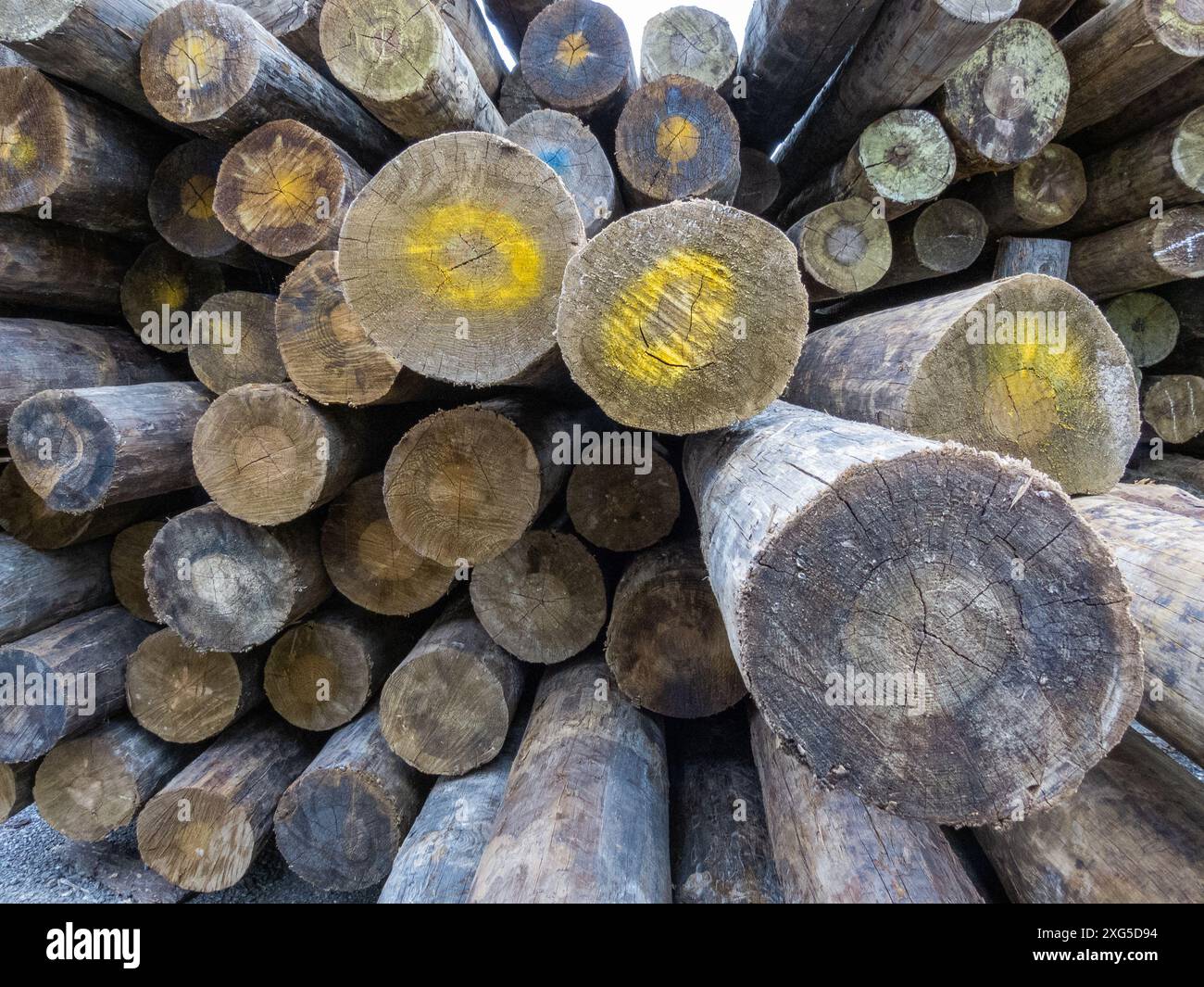 Set of large wooden trunks stacked in an unorganized manner Stock Photo ...
