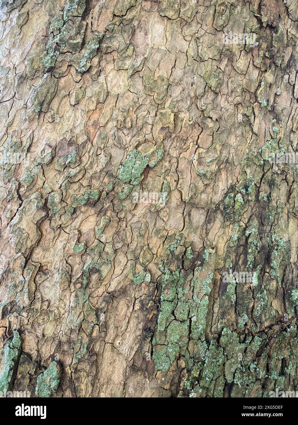 Bark of a tree textured horizontal nature background Stock Photo - Alamy